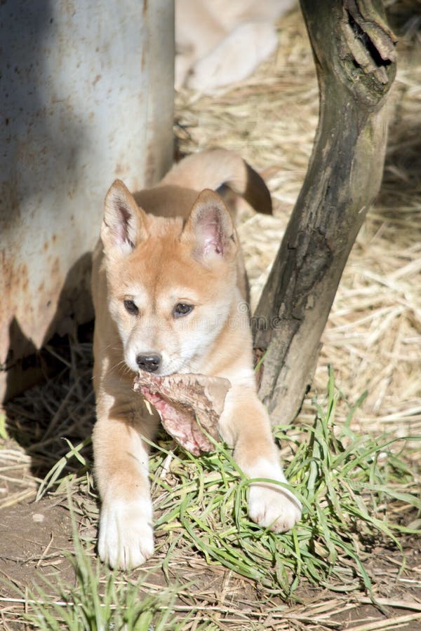 Dingo Eating Stock Photos - Free & Royalty-Free Stock Photos from ...