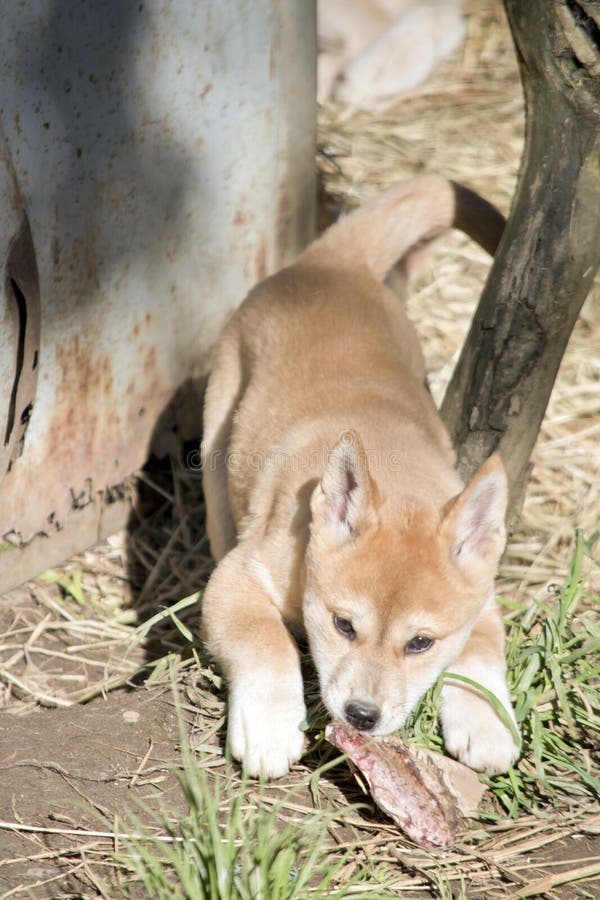 Dingo eating fowl stock photo. Image of dingo, canis - 31661426
