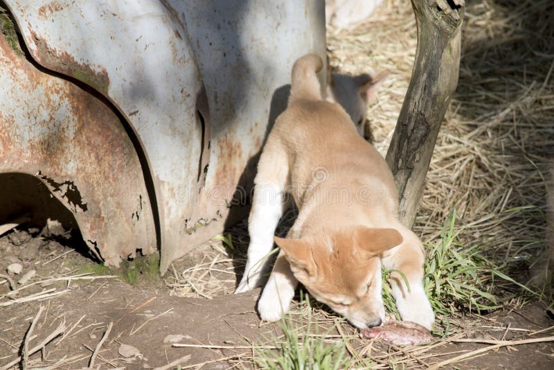 Dingo Eating Stock Photos - Free & Royalty-Free Stock Photos from ...