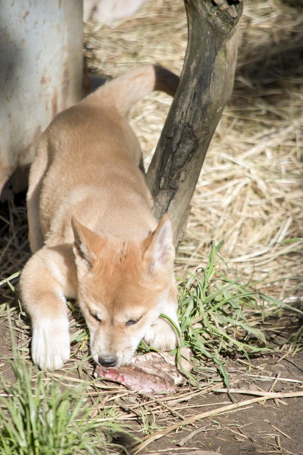 Australian Dingo Eating