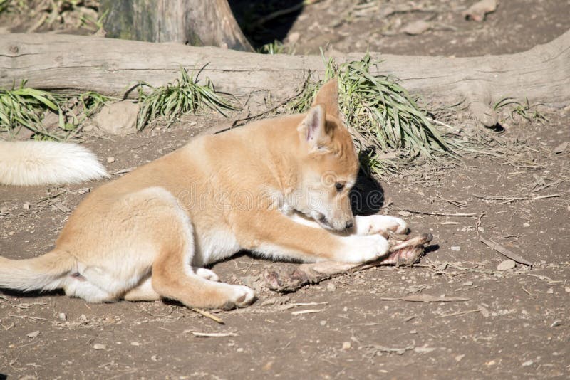 The Golden Dingo Pup is Gnawing on a Bone Stock Image - Image of animal ...