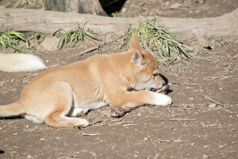 The Golden Dingo is Ready To Pounce on Its Prey Stock Photo - Image of ...