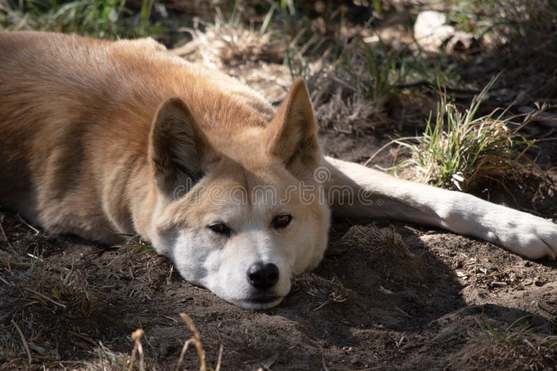 The Golden Dingo is Resting Stock Image - Image of mean, australia ...