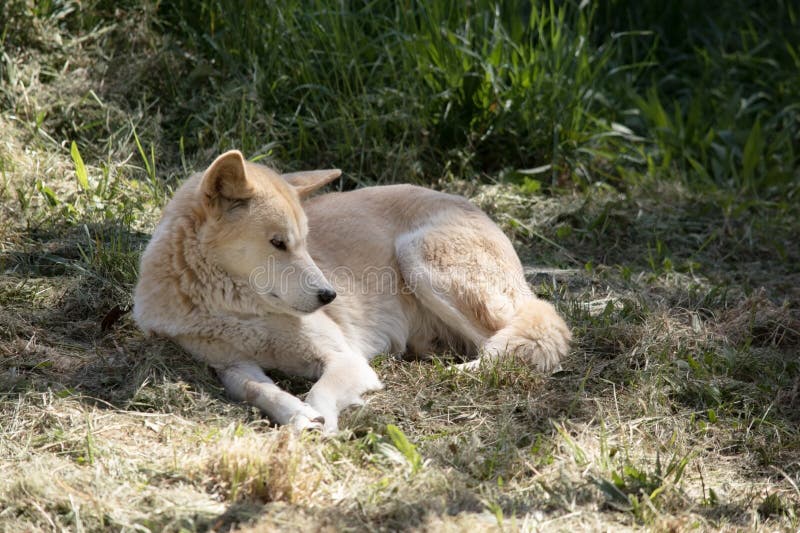 The Golden Dingo is Resting Stock Photo - Image of mammal, feet: 327560814