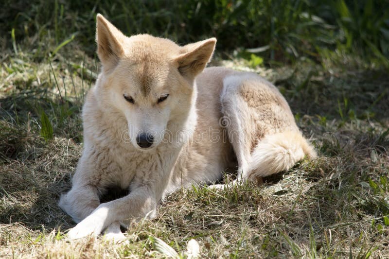 A golden dingo resting stock photo. Image of canine - 315770910