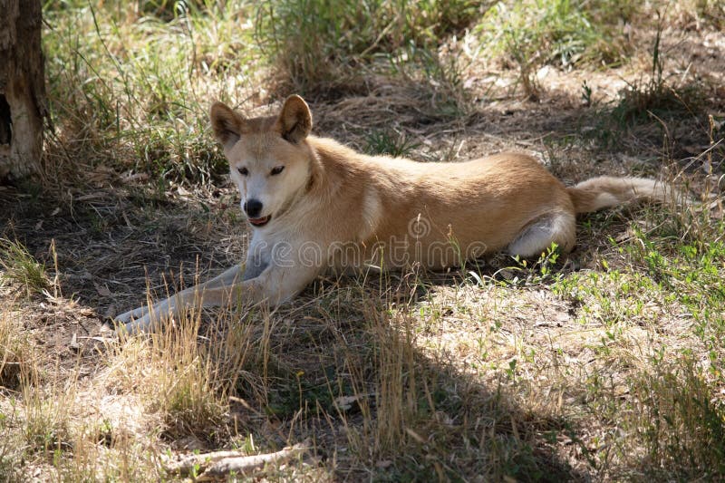 The Golden Dingo is Resting Stock Image - Image of australia, vicious ...