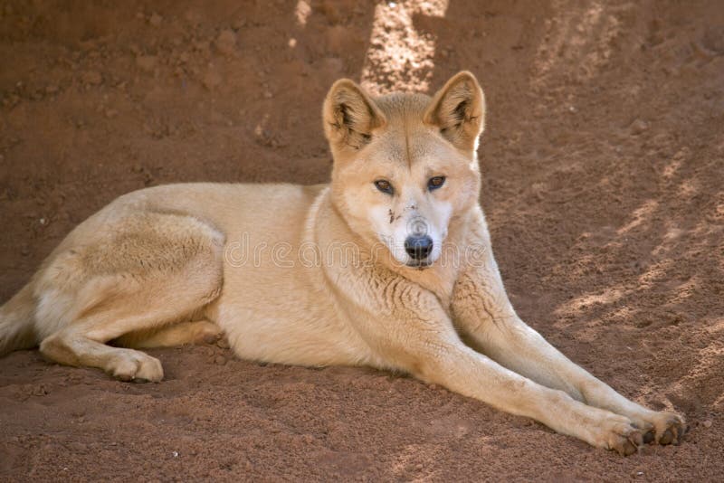 Are Dingoes Dangerous