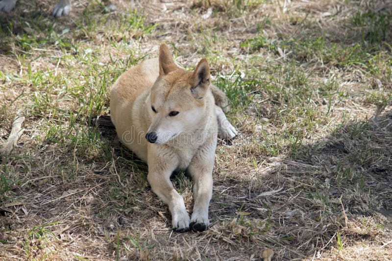 The Golden Dingo is Resting on the Grass Stock Photo - Image of animal ...