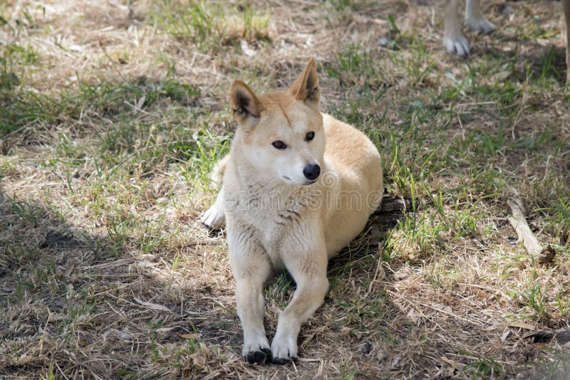 The Golden Dingo is Resting on the Grass Stock Photo - Image of canine ...