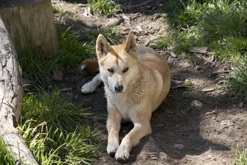 The Golden Dingo is Resting Stock Photo - Image of dingo, vicious ...