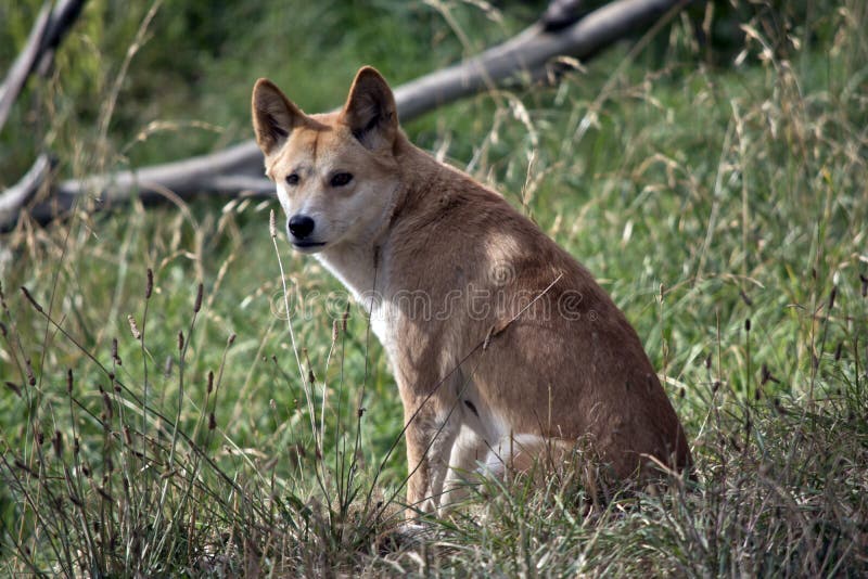 The Golden Dingo is Resting Stock Image - Image of whiskers, golden ...