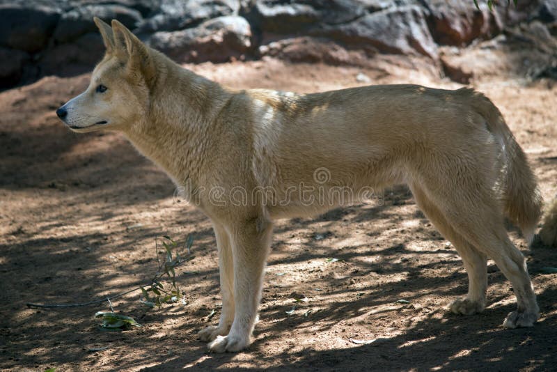 A golden dingo stock photo. Image of golden, dingo, muzzle - 125380258