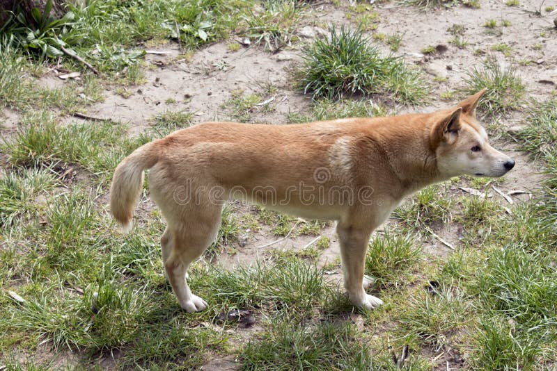A golden dingo stock photo. Image of brown, dingo, eyes - 128663492