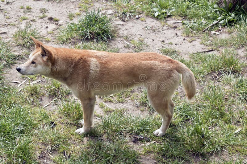 A golden dingo stock photo. Image of animal, black, vicious - 128663494
