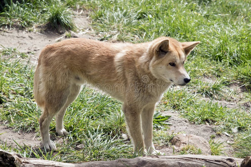 A golden dingo stock image. Image of dingo, australia - 128663529
