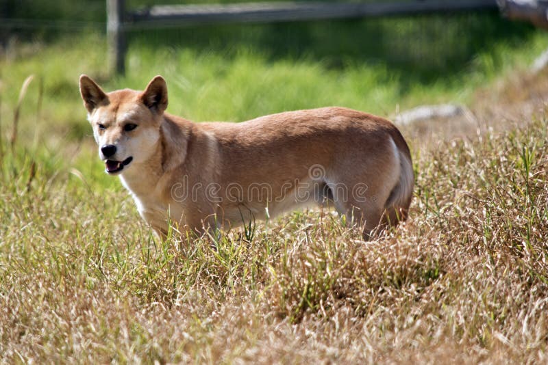 Golden dingo stock image. Image of wild, golden, closeup - 100190949