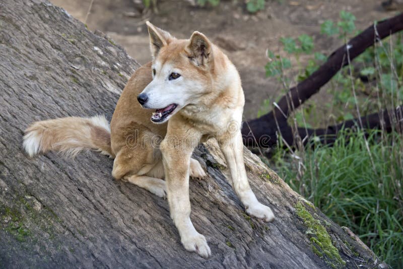 113 Dingo Sitting Stock Photos - Free & Royalty-Free Stock Photos from ...