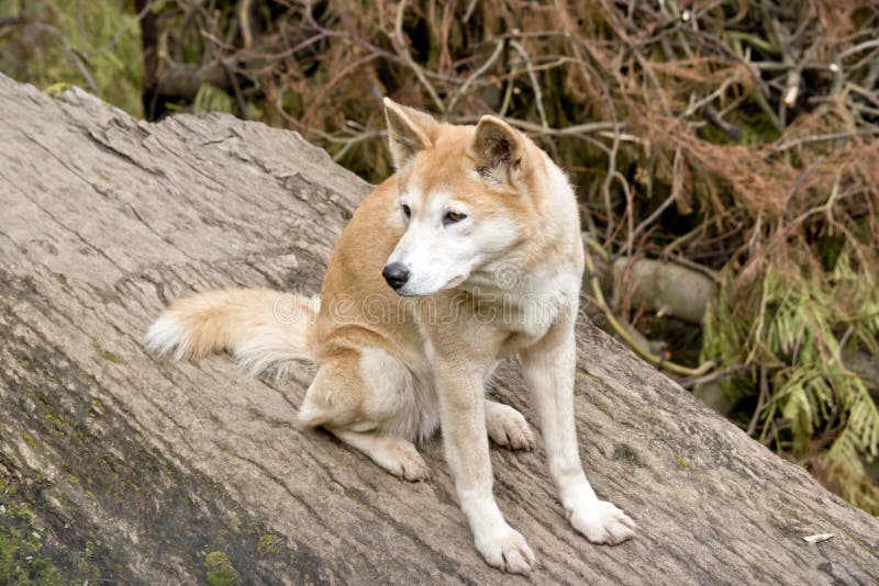 113 Dingo Sitting Stock Photos - Free & Royalty-Free Stock Photos from ...