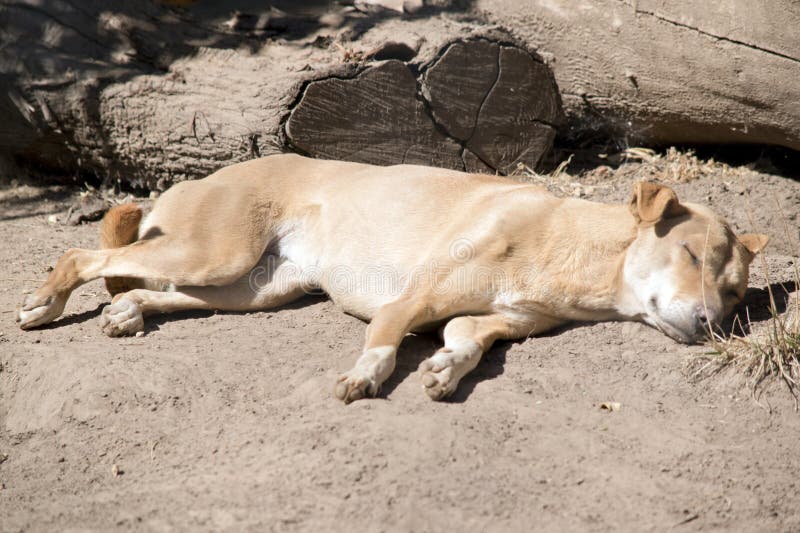 The Golden Dingo is Sleeping in the Dirt Stock Photo - Image of wild ...
