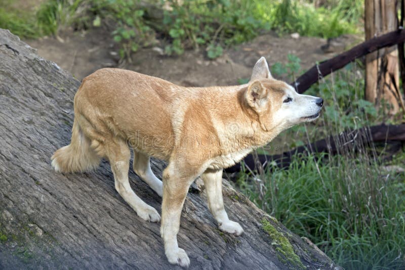 A golden dingo stock image. Image of hairy, hair, eyes - 121241785