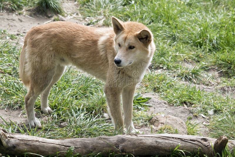 The Golden Dingo is Ready To Pounce on Its Prey Stock Photo - Image of ...