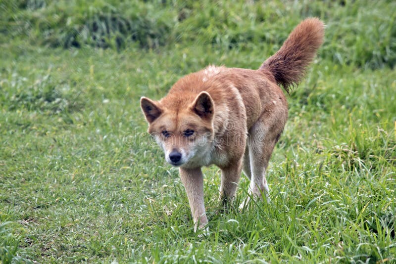 Golden dingo stock photo. Image of vicious, fluffy, white - 100097154