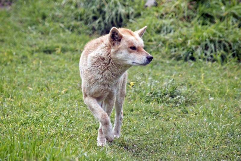 Golden dingo stock photo. Image of nose, dingo, vicious - 100877370