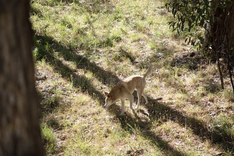The Golden Dingo is Walking Though the Forest Stock Image - Image of ...