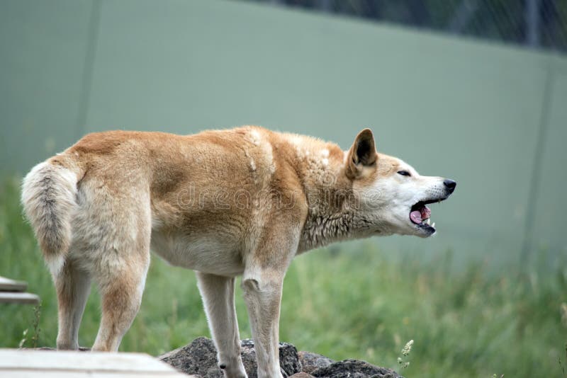 The Golden Dingo is a Wild Australian Dog Stock Image - Image of wolf ...
