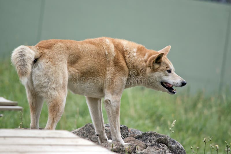The Golden Dingo is a Wild Australian Dog Stock Photo - Image of ...