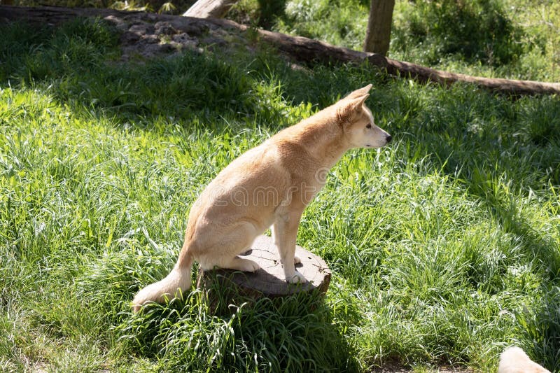 The Golden Dingo is a Wild Dog Stock Photo - Image of golden, vicious ...