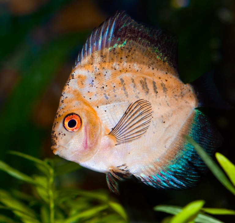 231 Amazon Golden Fish Shedd Aquarium Stock Photos - Free & Royalty ...