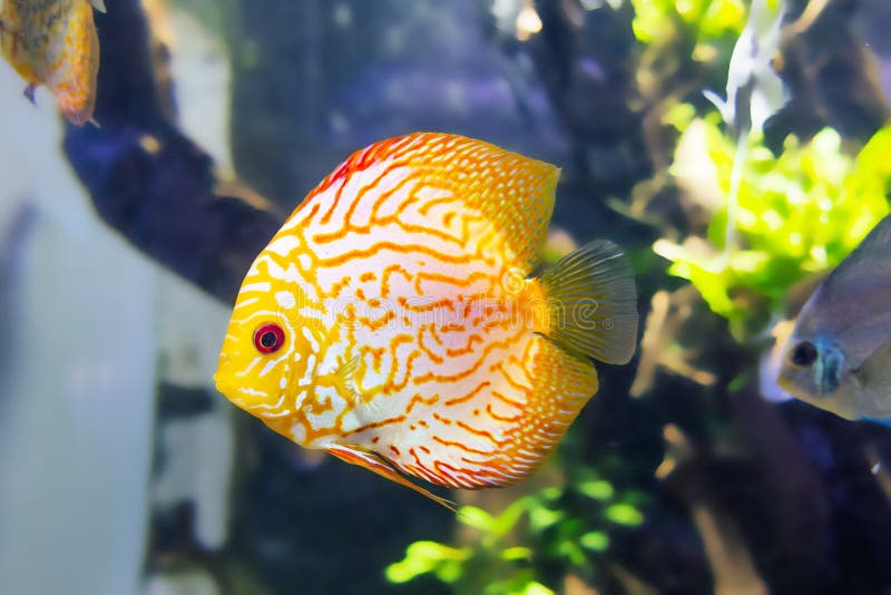 Golden Discus Fish in Aquarium Close Up Stock Image - Image of ...