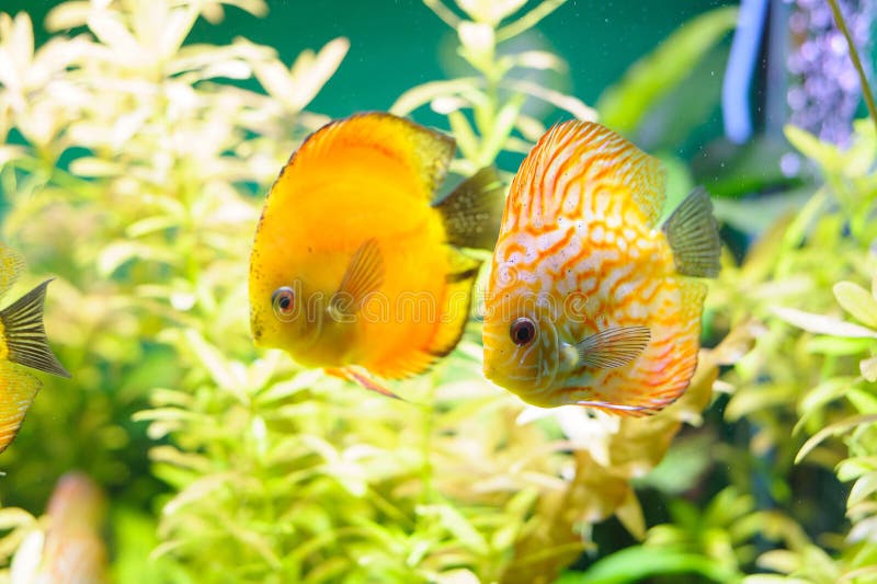 Golden Discus Pompadour Fish Stock Image - Image of animal, cute: 140292841