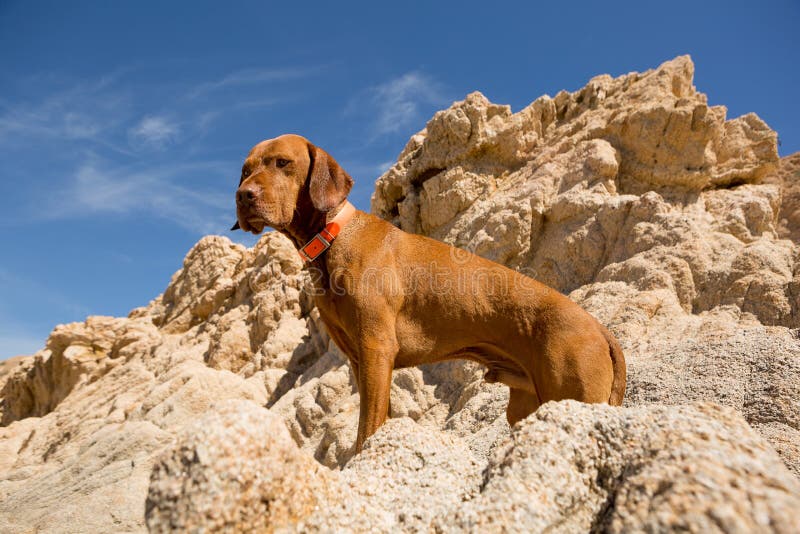 Golden Dog with Cliff in Background Stock Photo - Image of animal ...