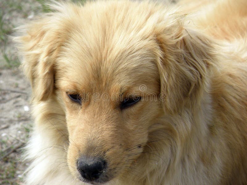 Golden dog face stock photo. Image of tongue, domestic - 122694796