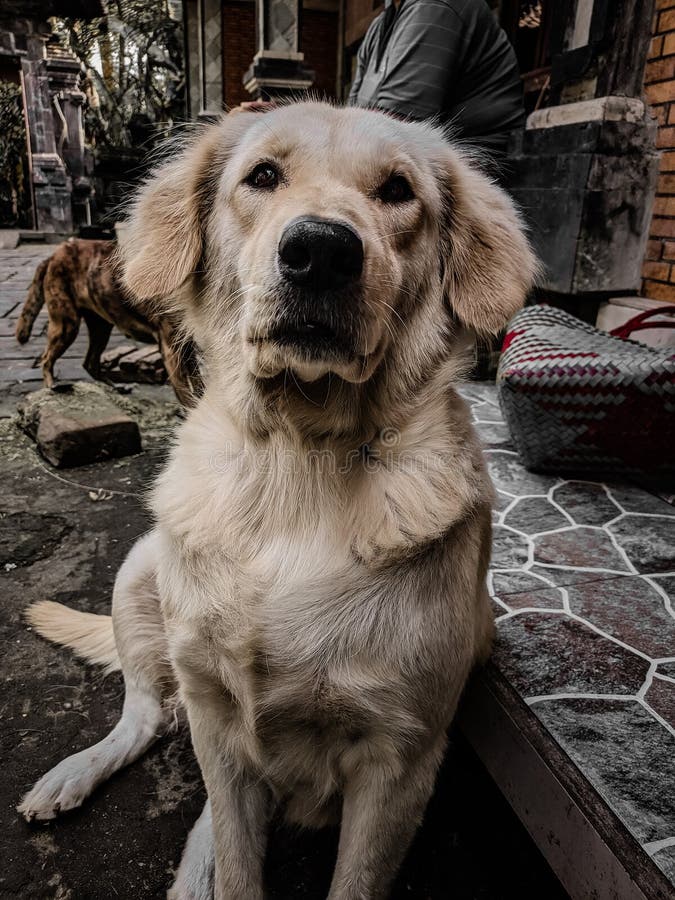 The Golden Dog Show Me Her Jealous Face ðŸ¤£ Stock Image - Image of ...