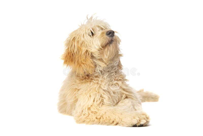 Golden Doodle Standing on Top of the World Stock Photo - Image of ...