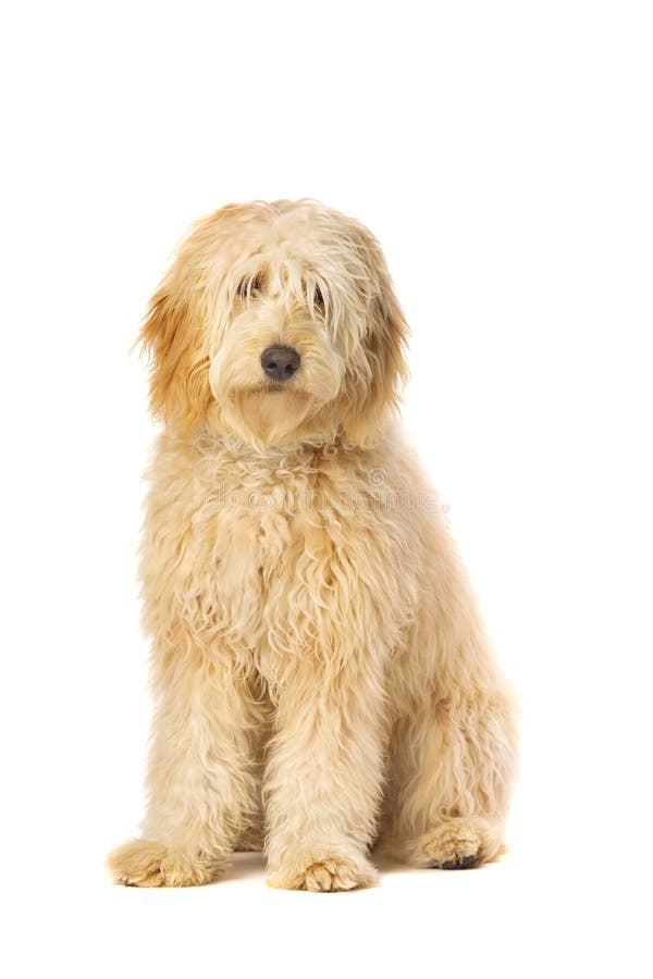 Golden Doodle Standing on Top of the World Stock Photo - Image of ...