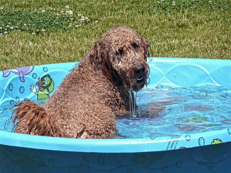 Golden Doodle in Swimming Pool Stock Image - Image of swimming, water ...