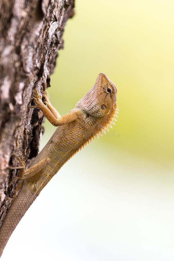 Golden dragon stock photo. Image of scale, rock, lizard - 40711952