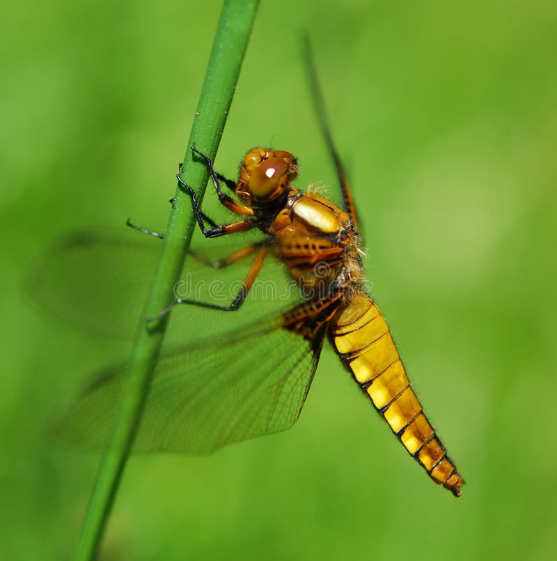 Golden Dragonfly stock photo. Image of dragonfly, details - 14641744