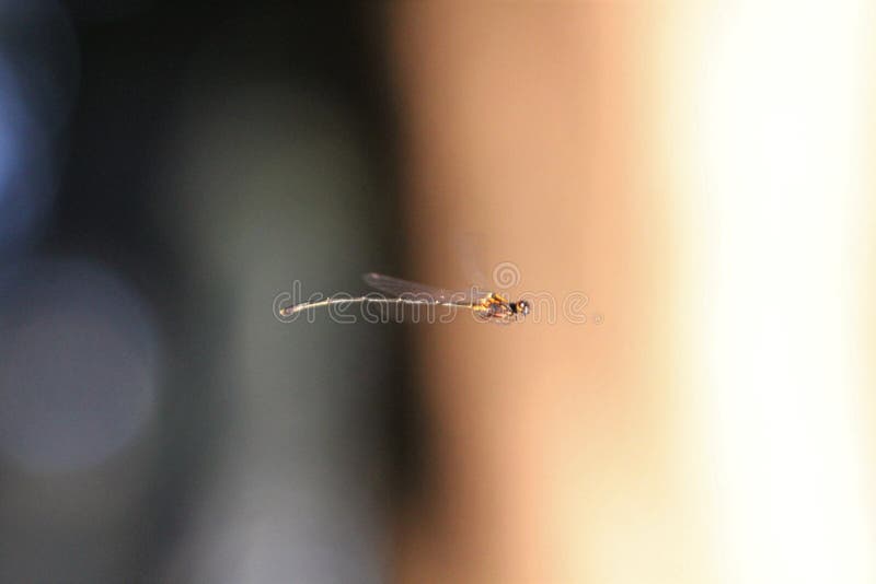 Golden Dragonfly in Flight stock photo. Image of golden - 232811274