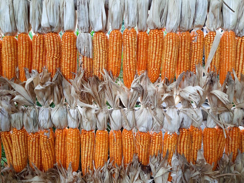 Golden Dried Corns Hanging in Rows Stock Photo - Image of grain ...