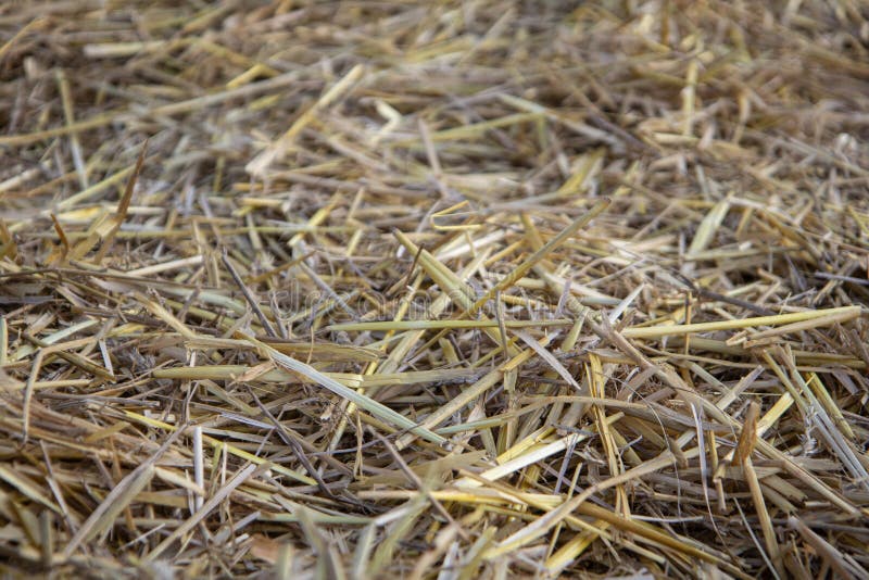 Golden Dry Hay, Straw. Thatch Texture Stock Image - Image of closeup ...