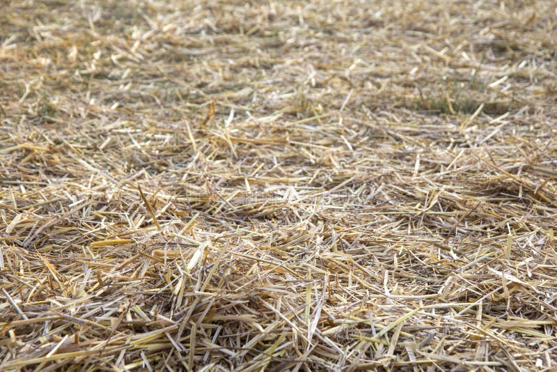 Golden Dry Hay, Straw. Thatch Texture Stock Photo - Image of feed ...