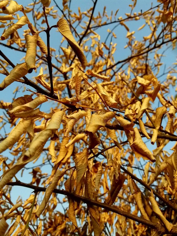 Golden dry leaves 1 stock photo. Image of tree, leaves - 143114628