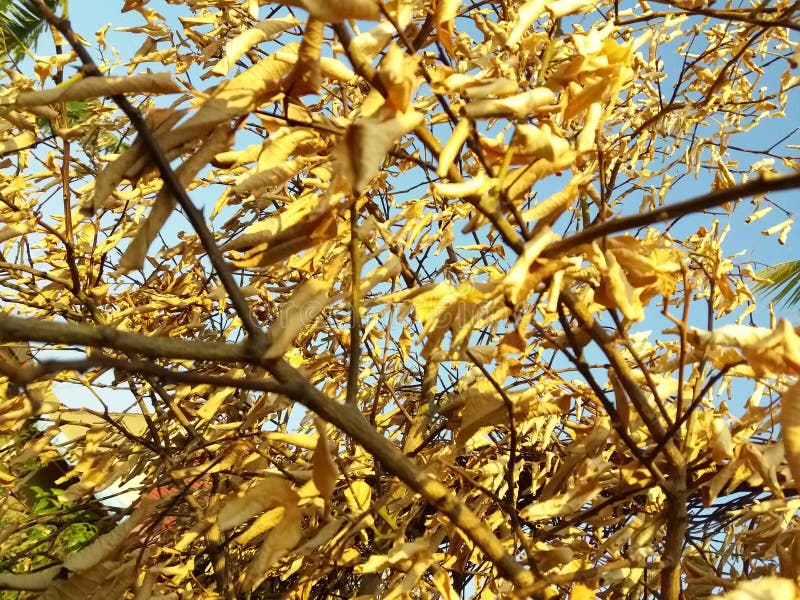 Golden dry leaves 2 stock image. Image of golden, branches - 143117783
