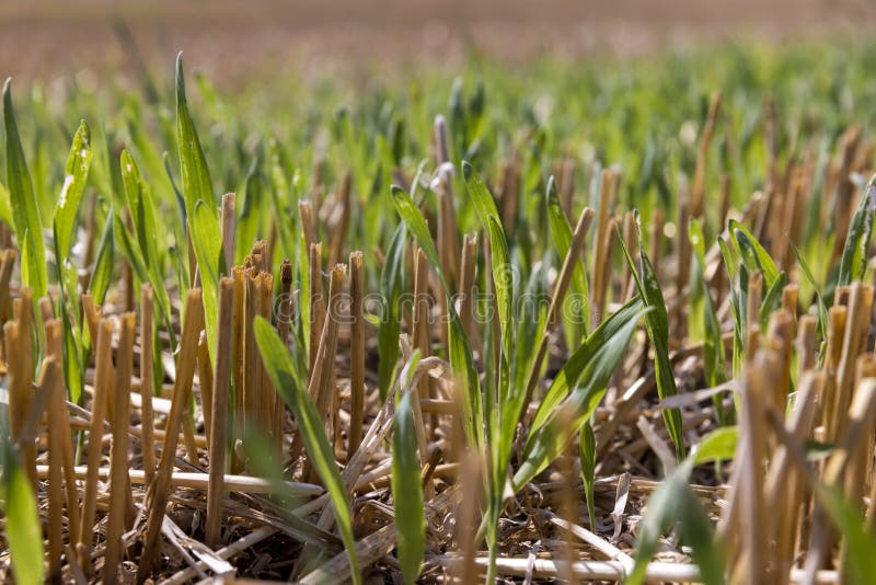 Golden Dry Stubble on Wheat in the Field in Summer Stock Image - Image ...
