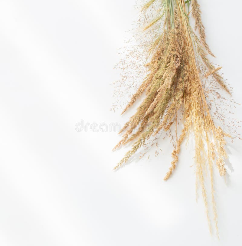 Golden Dry Wild Cereals on White Background in Sunlight Stock Image ...